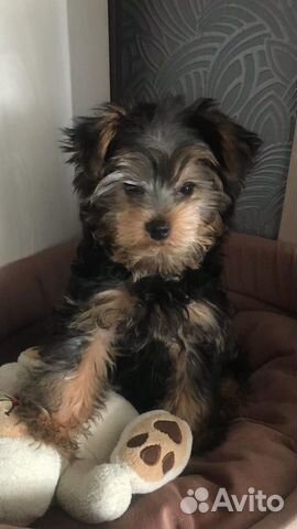 Йоркширский терьер