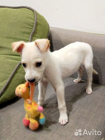 Айва ждет хозяина