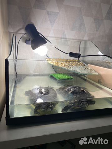 Черепаха