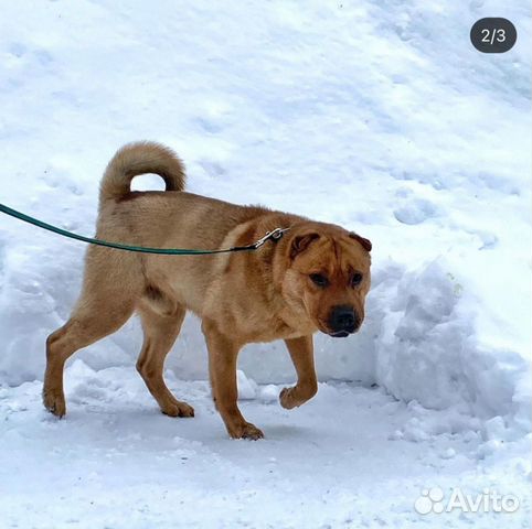 Собака