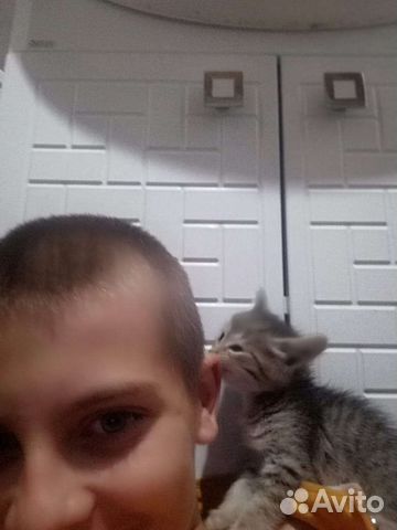 Котята подкидыши