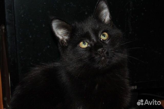 Черный котик Вуди