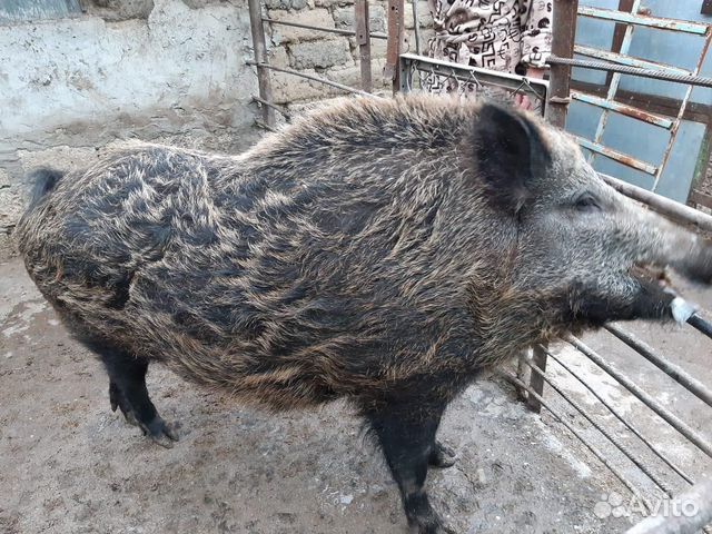 Кабан-секач, ручной