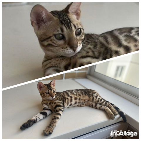 Бенгальская