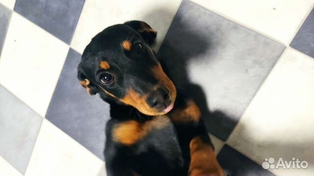 Маленькая собаки бесплатно