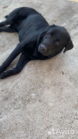 Кобель лабрадора