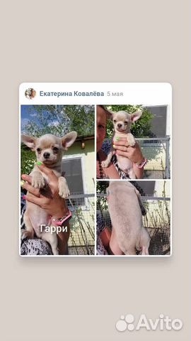 Чихуахуа призрачный мерле кобель