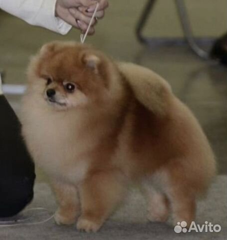 Померанский шпиц медвежьего типа юный чемпион РКФ