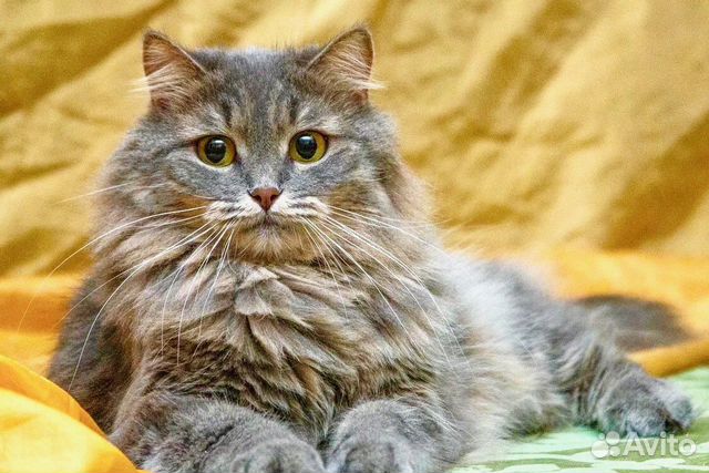 Шикарная пушистая кошка Яна в добрые руки