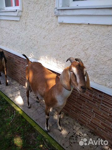 Дойные нубийские козы
