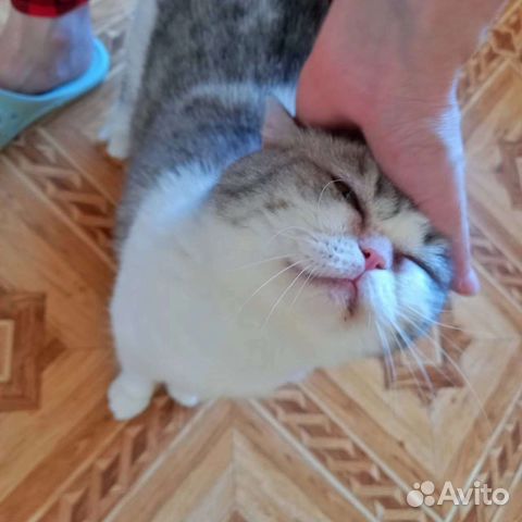 Британская кошка ищет дом