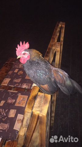 Мини куры петушки