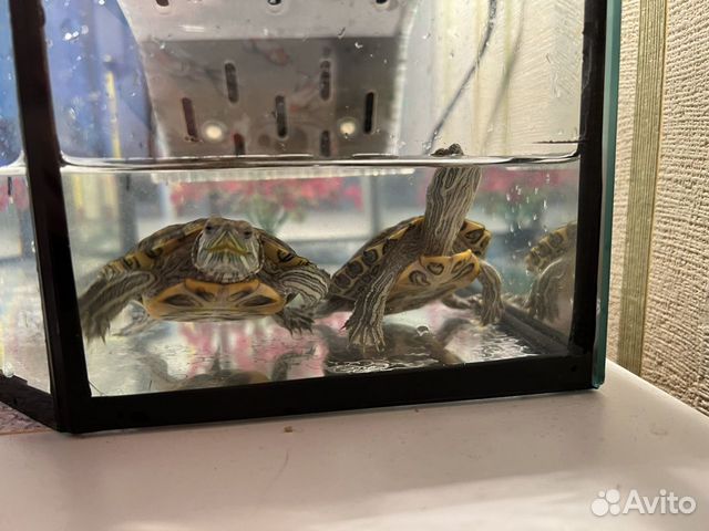 Красноухая черепаха