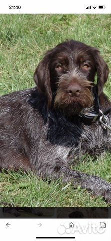 Собака порода дратхаар