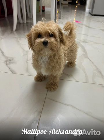 Мальтипу ф1 мини мальчишка карамель