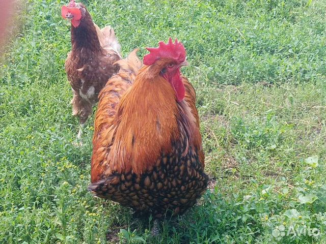 Инкубационное яйцо крупных и декоративных кур