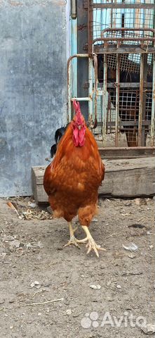 Домашняя птица