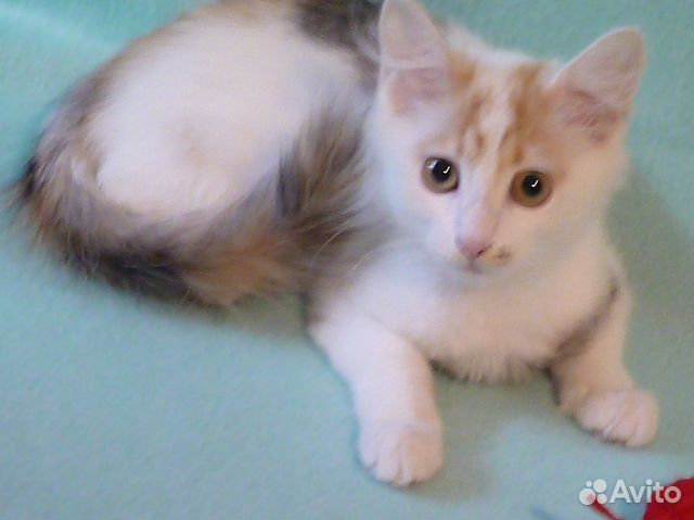 Тася ищет мамочку