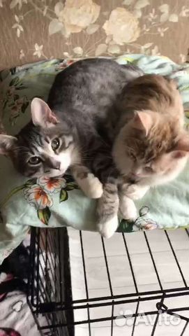 Котята в добрые руки