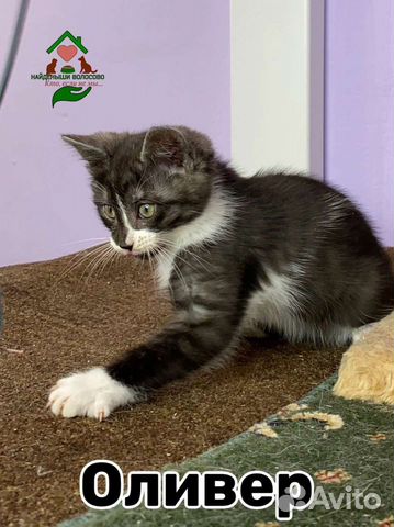 Котенок Оливер в добрые руки