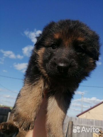 Щенки немецкой овчарки