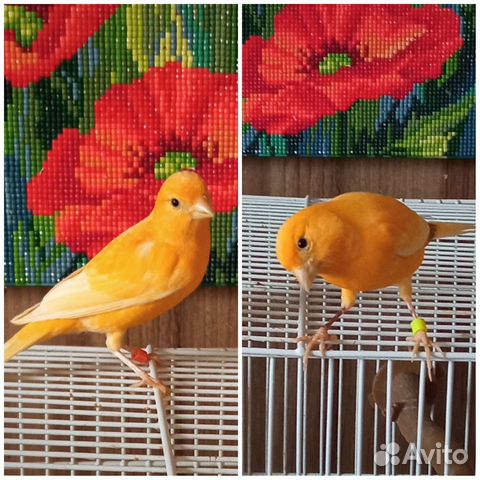 Оранжевые канарейки