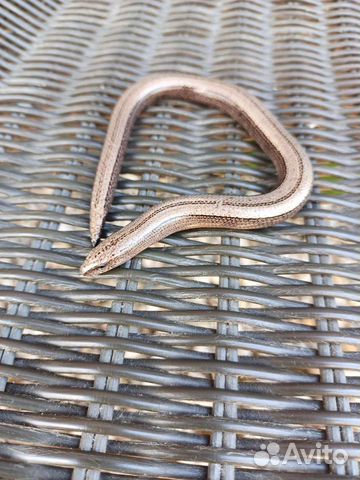 Веретеница ломкая