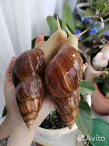 Улитка