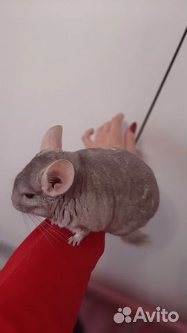 Шиншилла