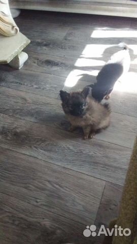 Щенок померанец той