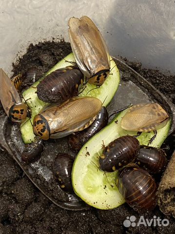 Шеститочечный таракан (Eublaberus distanti)