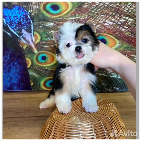 Бивер йорк мальчик крупный чёрный