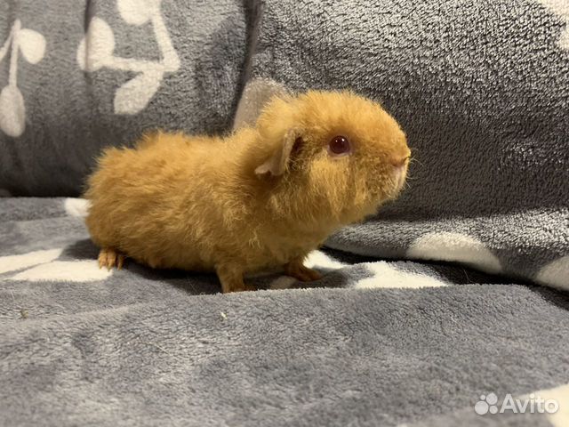 Морская свинка американский тедди мальчик