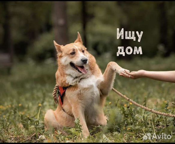 Гоша из приюта ищет дом