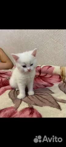 Белоснежное чудо