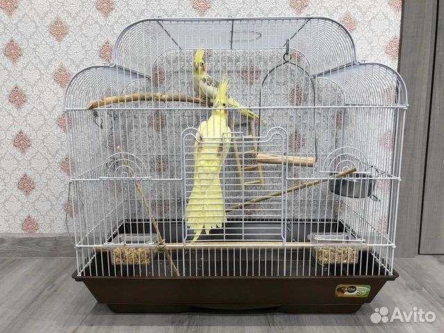 Попугаи Корелла с клеткой для птиц