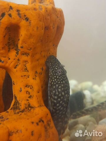 Аквариумный сомик