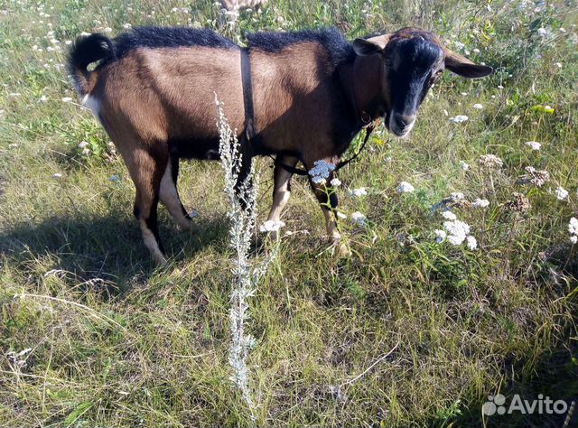 Козёл альпийский