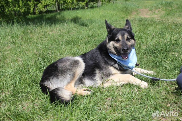 Не овчарка, но с добрым сердцем, ищем дом