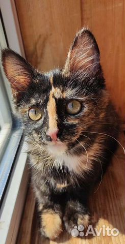 Малышка Твикси., 2,5 месяца