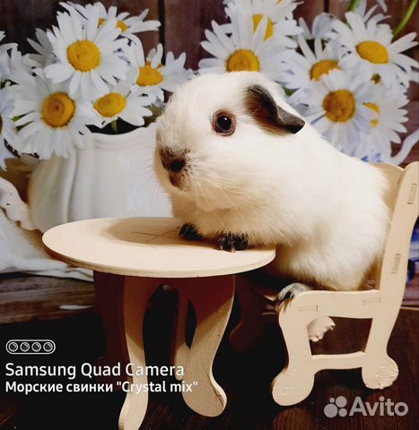 Морская свинка, "калифорнийский"малыш