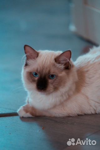 Кошка. красивая кошка. милый кот. Ragdoll
