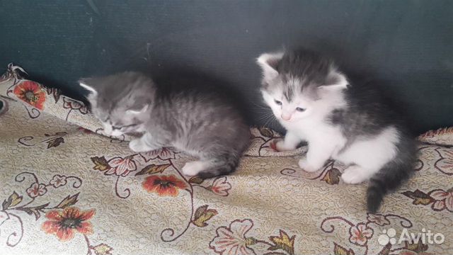 Котята мальчики, домашние - ищут семью