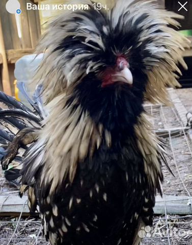 Цыплята подуана суточные, и/я