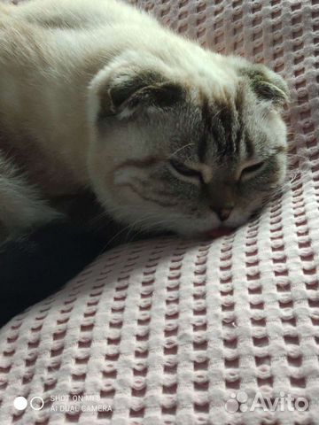 Шотландская вислоухая кошка на вязку