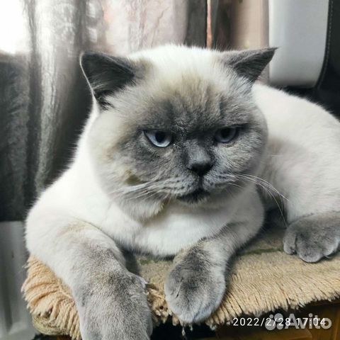 Вязка блюпоинтовый шотландский страйт