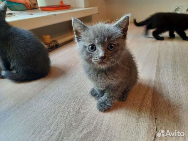 Котята бесплатно