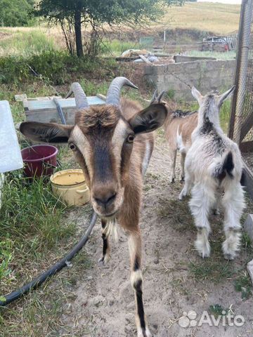 Коза дойная