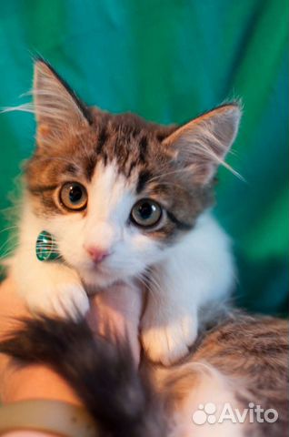 Котята ласковые с чистыми анализами в дар 2 мес