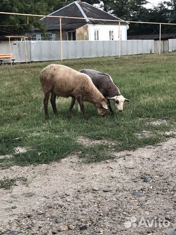 Овцы бараны катумские